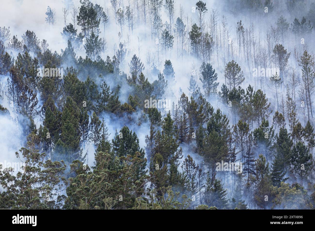 Landscape in South Africa, forest fire, fire, smoke, flames, burning ...