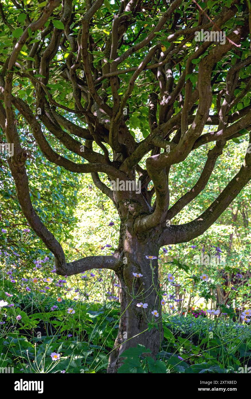 Big old European hornbeam tree giving shade on a sunny day in an ...
