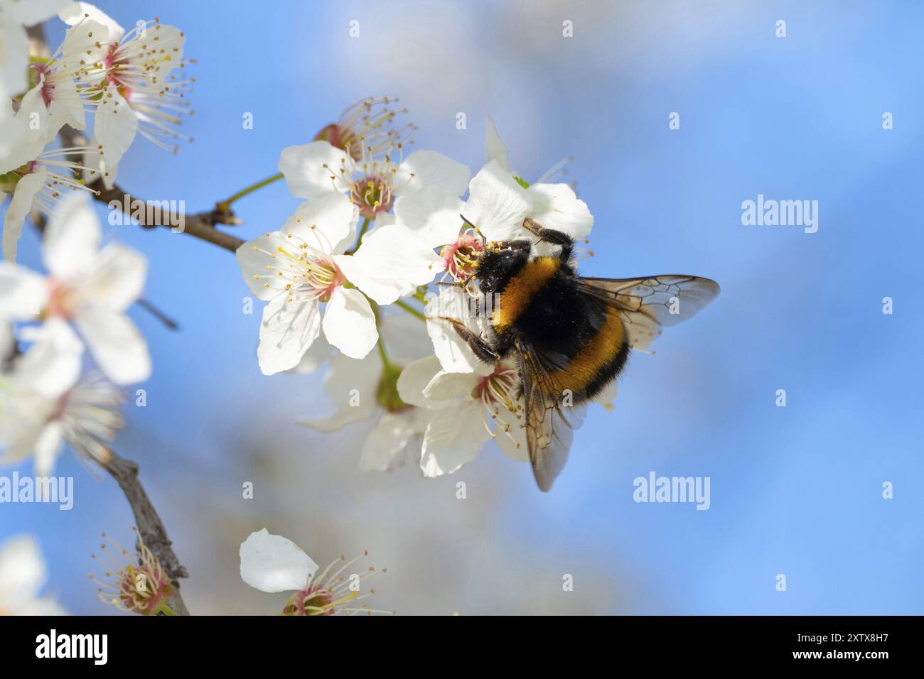Large earth bumblebee (Bombus terrestris), bumblebee, insect, insect ...