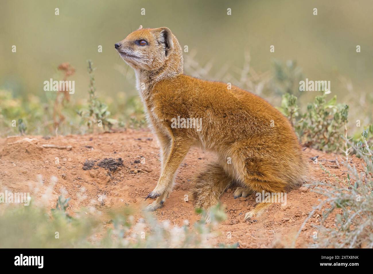 Yellow mongoose (Cynictis penicillata), Addo Elephant National Park ...