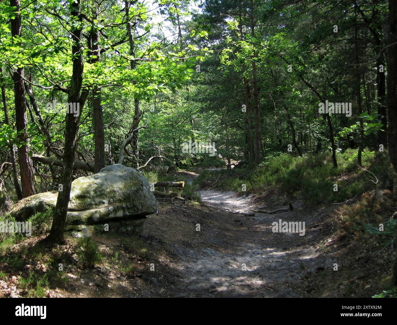 Fontainebleau france forest hi-res stock photography and images - Alamy
