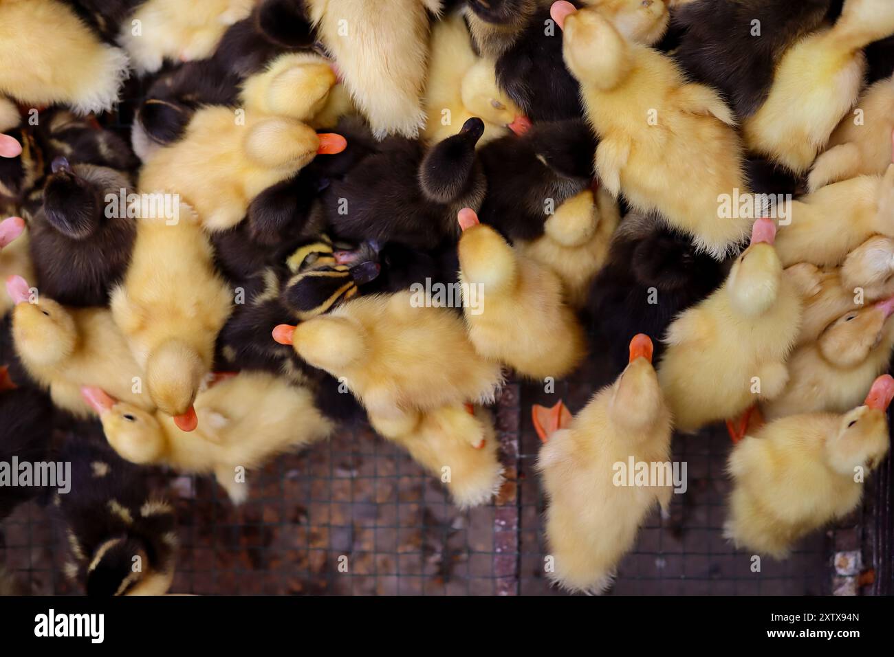 A flock of ducklings. Ducklings in a cage. Top view of cute duck on ...