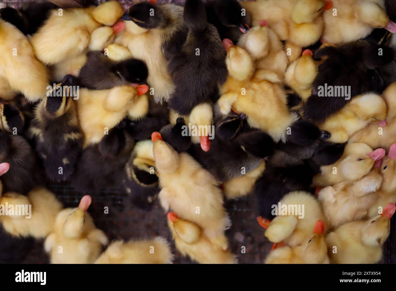 A flock of ducklings. Ducklings in a cage. Top view of cute duck on ...