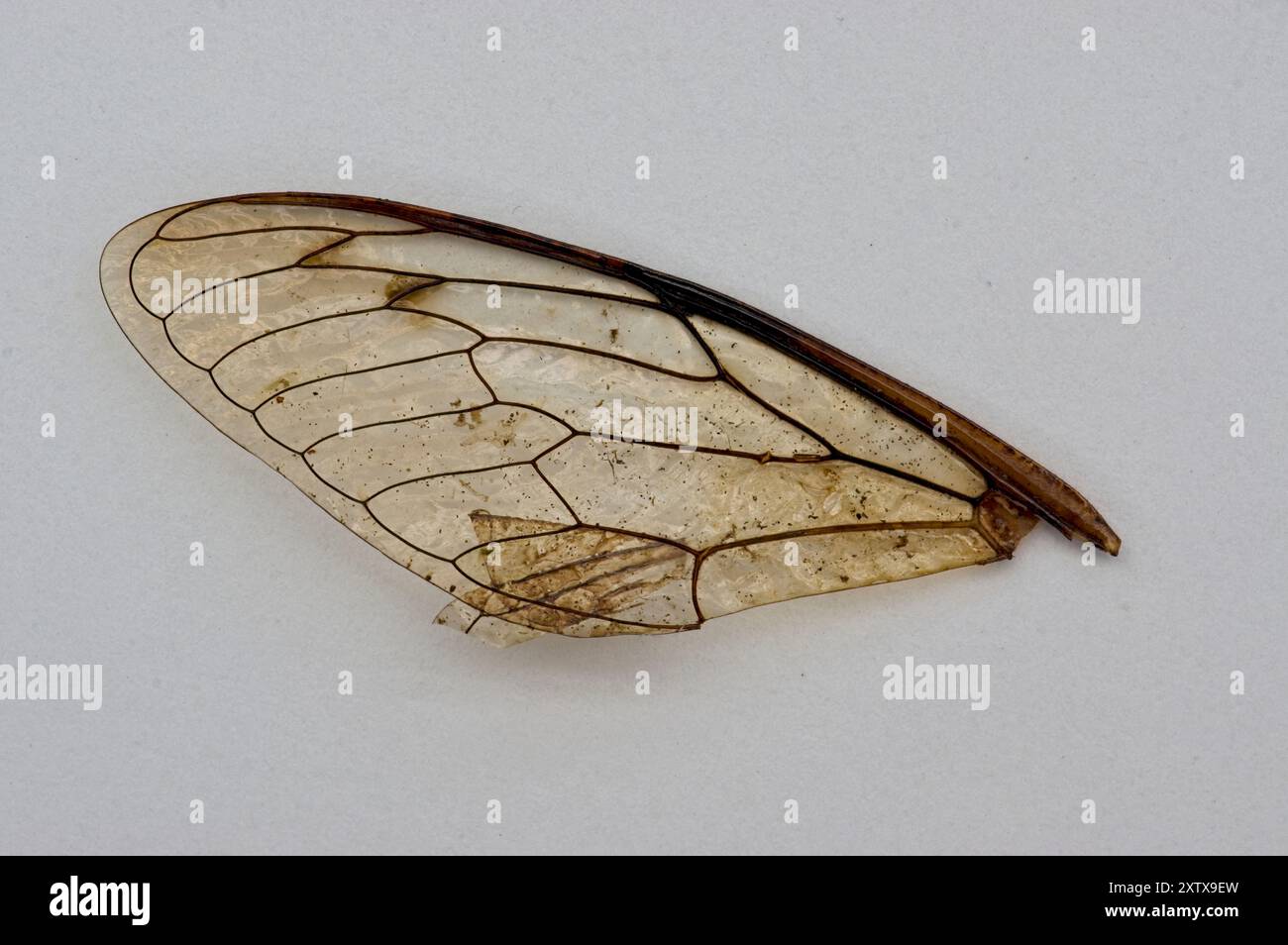 Transparent insect wing on a white background Stock Photo - Alamy
