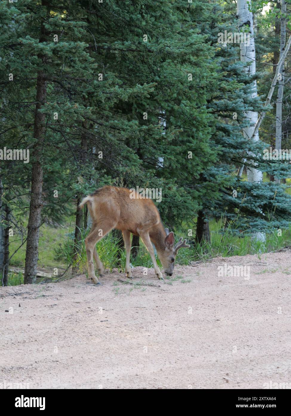 Mule deer in woods florissant hi-res stock photography and images - Alamy