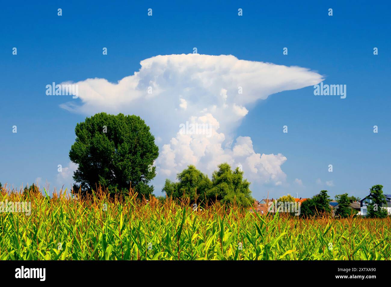 Cumulonimbus capillatus incus hi-res stock photography and images - Alamy