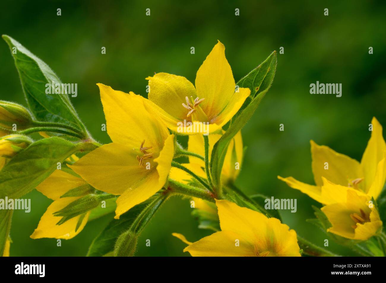 Myrsinaceae hi-res stock photography and images - Alamy