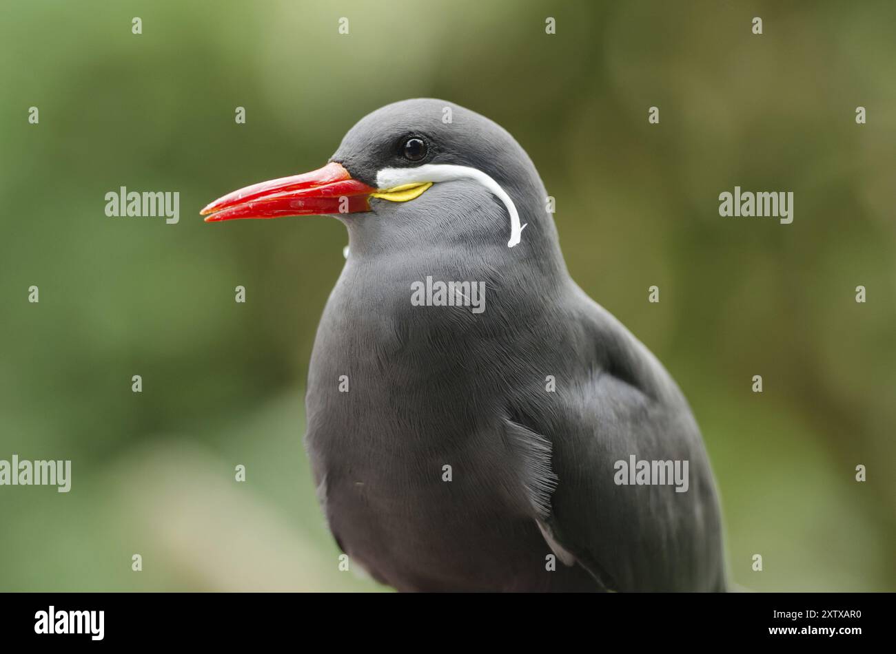Inca tern, Inca screy Stock Photo - Alamy
