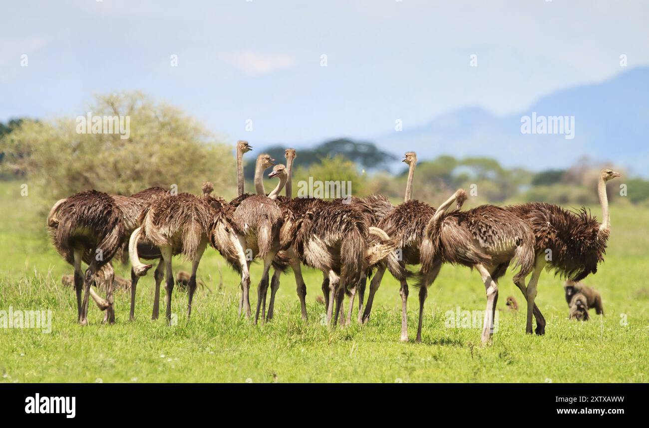 A group of Ostrich, Africa, Tanzania, (Struthio camelus), Animal ...