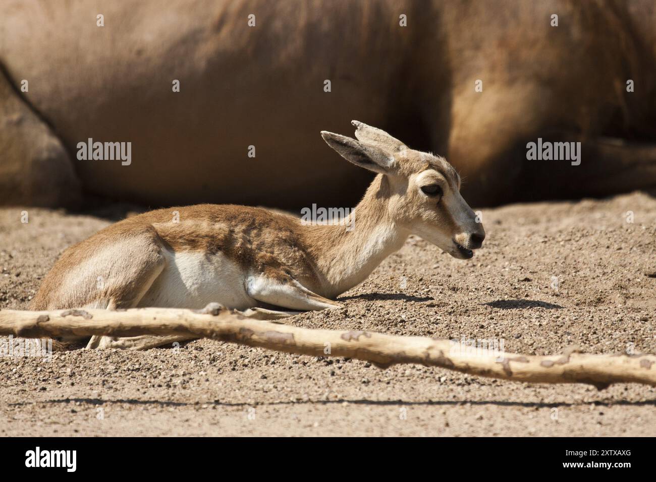 Persian goitered gazelle (Gazella subgutturosa subgutturosa Stock Photo ...