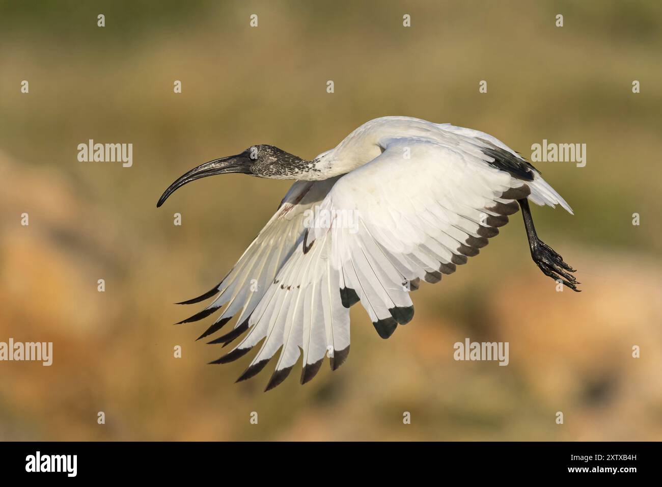 African sacred ibis (Threskiornis aethiopicus), family of ibises and ...