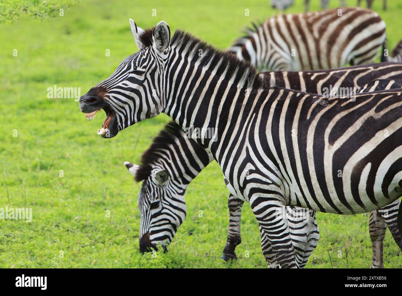 A Plains Zebra shows its teeth, Tanzania, Africa Stock Photo - Alamy