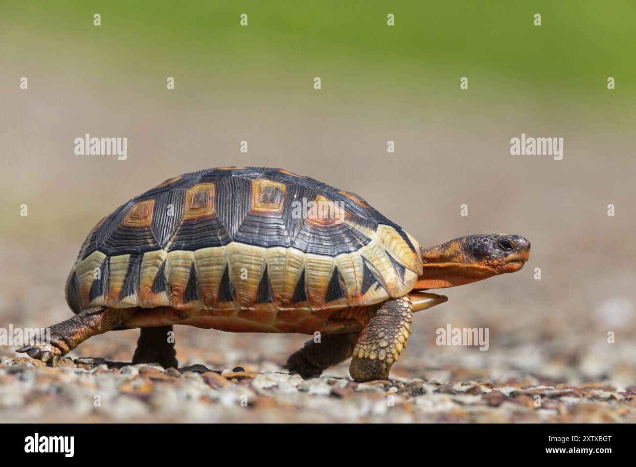 Africa, South Africa, African beaked tortoise, (Chersina angulat ...