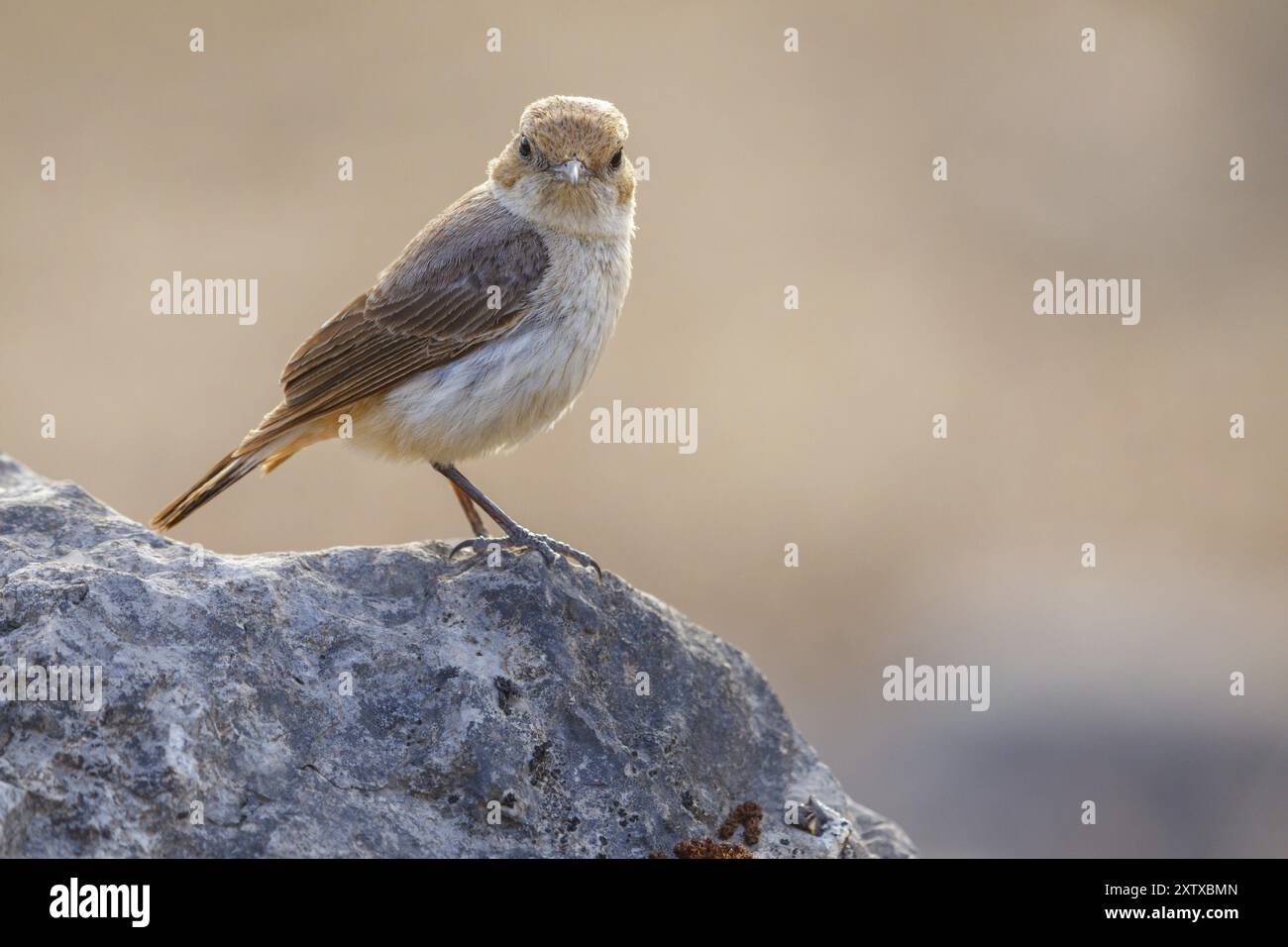 Arabian wheatear, Arabian wheatear, (Oenanthe lugentoide, Middle East ...