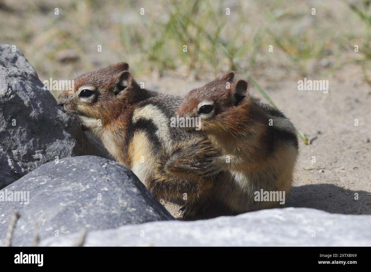 Golden gopher hi-res stock photography and images - Alamy
