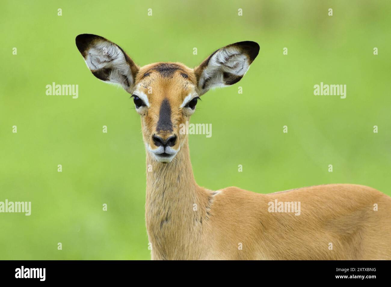 Africa, Tanzania, Impala, Mammal antelope (Aepyceros melampus ...