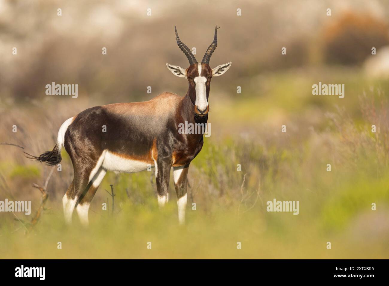 Bontebok, (Damaliscus pygargus), antelope, Table Mountain National Park ...