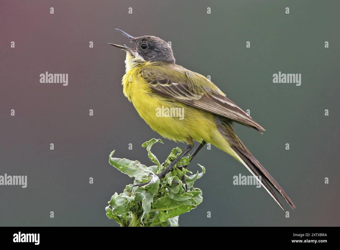 Ashy-headed Yellow Wagtail, (Motacilla flava cinereocapilla ...