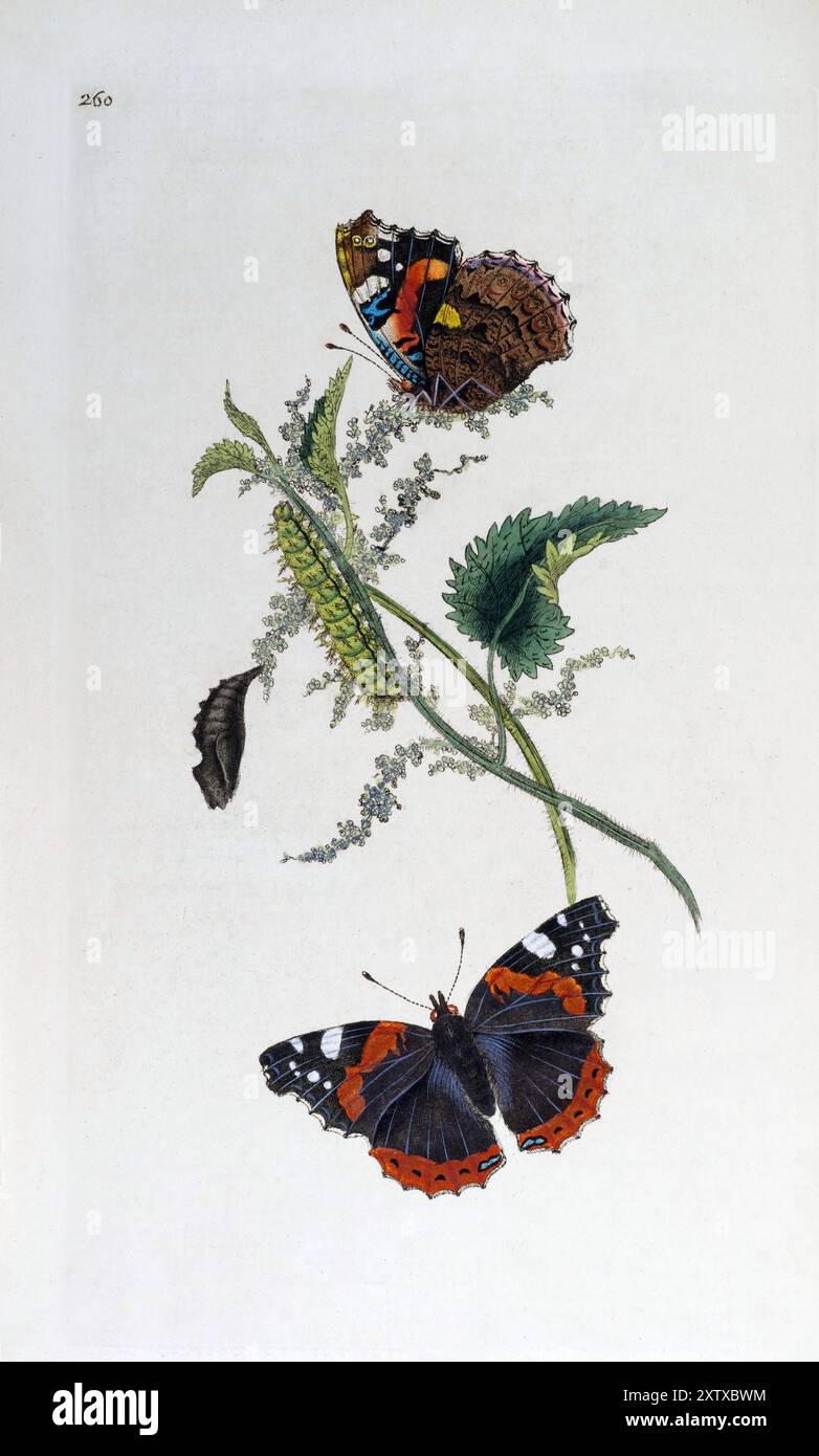 Red Admiral or Red Admirable Butterfly, Edward Donovan, History of ...