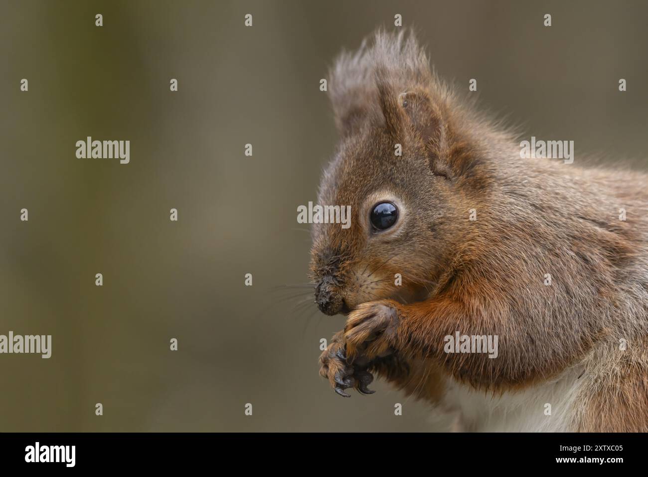 Red squirrel (Sciurus vulgaris) adult animal eating a nut, Yorkshire ...