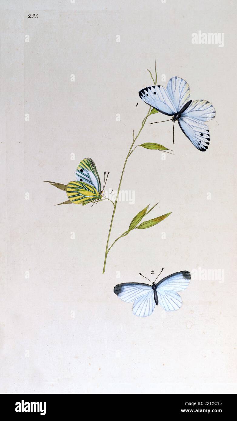 Green-veined White. Edward Donovan, History of British Insects. Plate ...