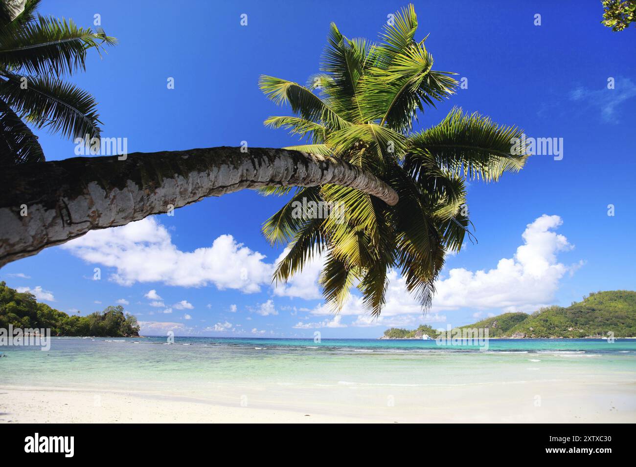 La Digue, Palm tree beach, Seychelles, Indian Ocean, Palm trees, La ...