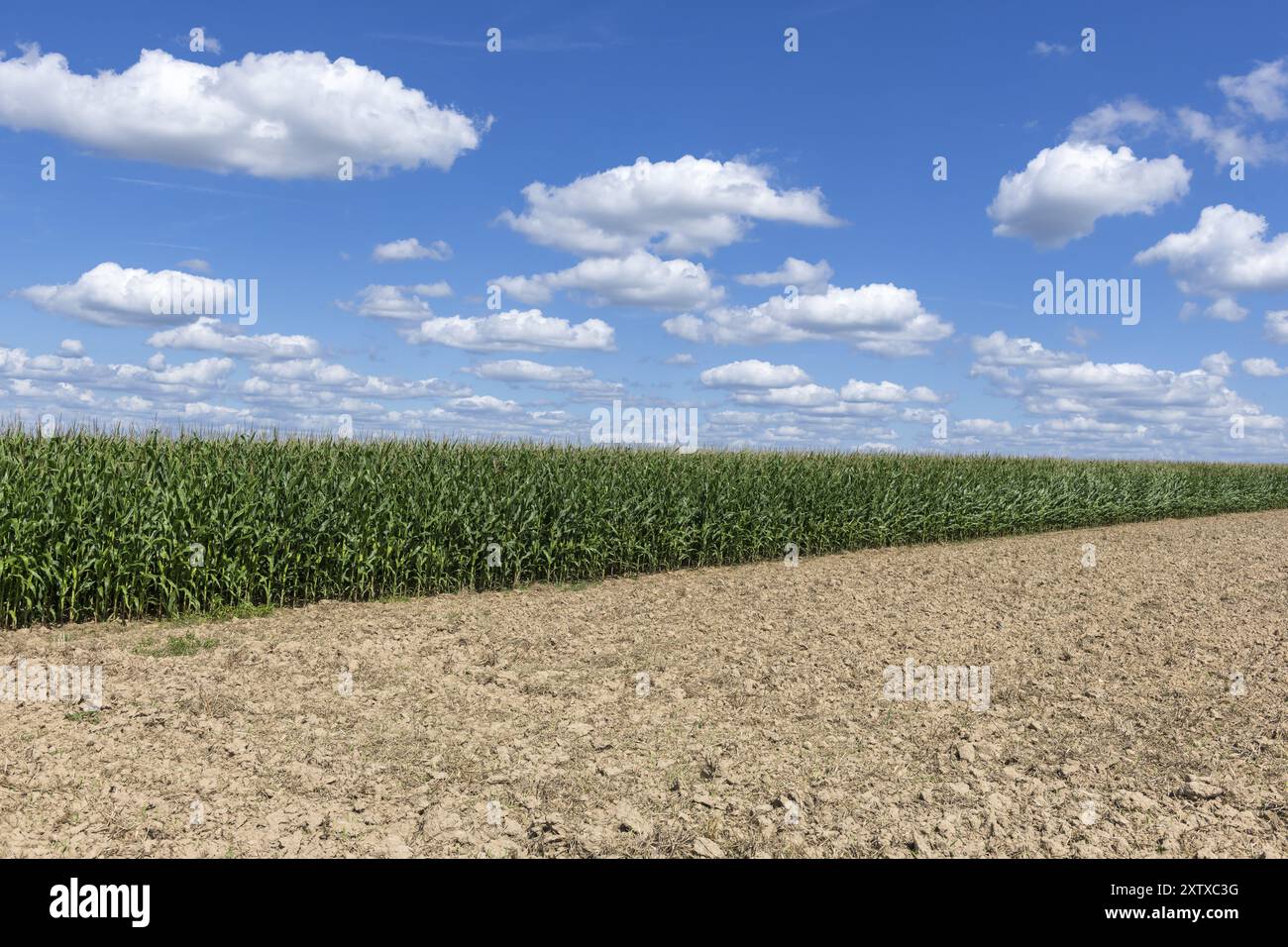 Symbolic image, renewable energies, maize plants, biogas plant, feed ...