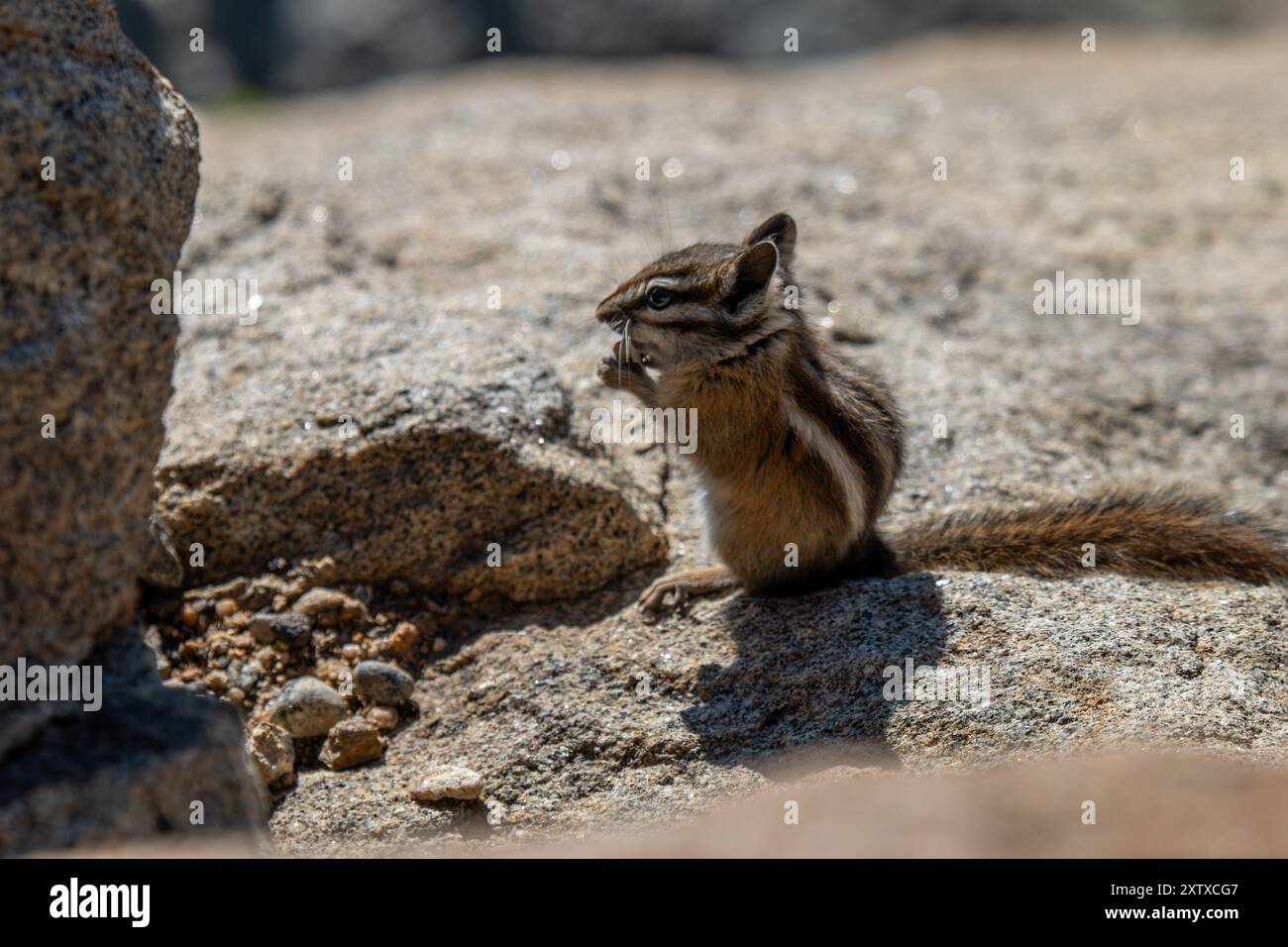 Cute chipmunk eating nut standing hi-res stock photography and images - Alamy