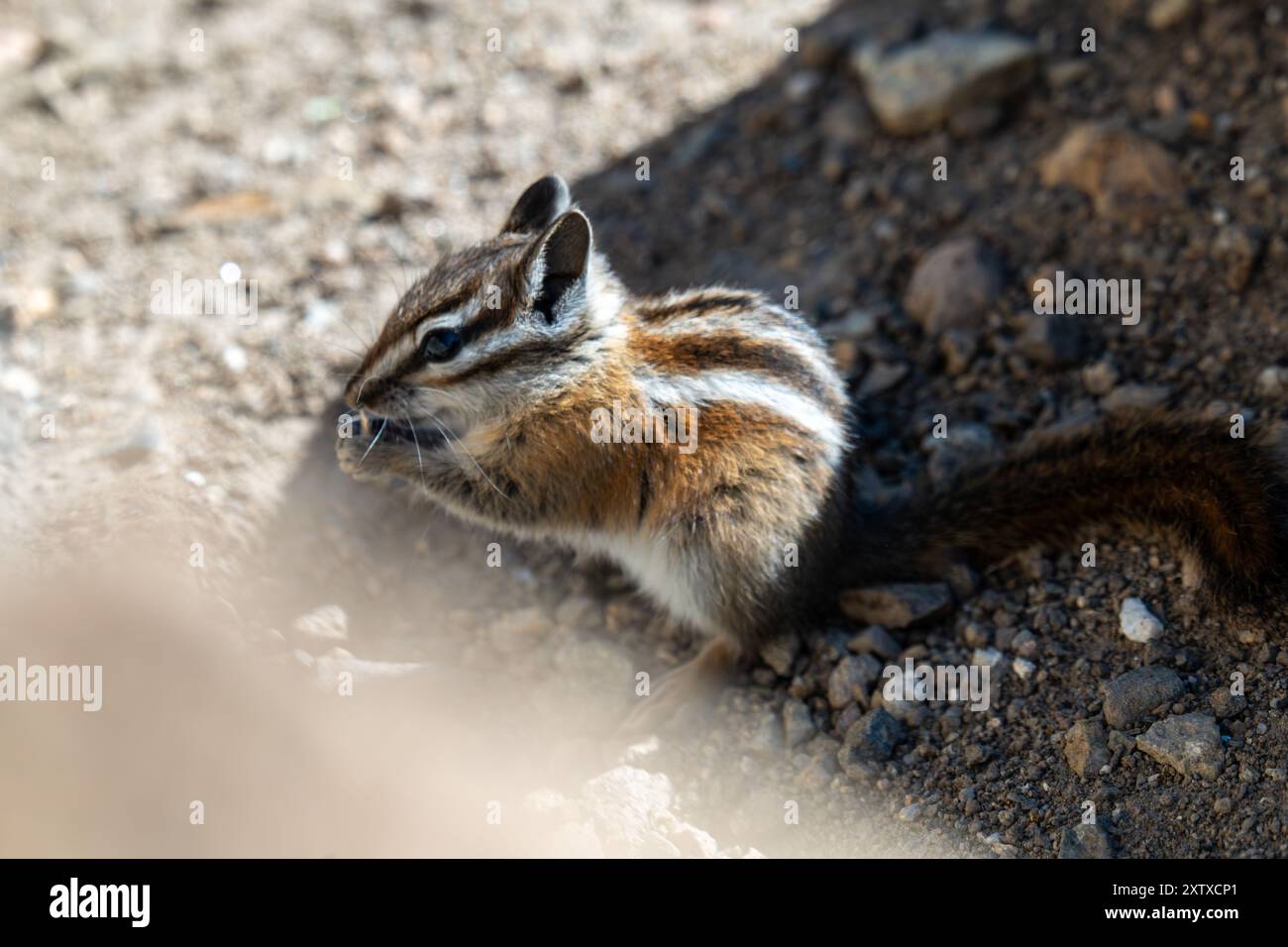 Chipmunk with cheeks full hi-res stock photography and images - Alamy