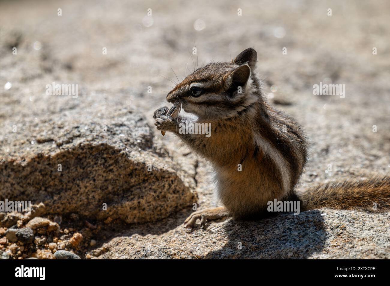 Chipmunk with cheeks full hi-res stock photography and images - Alamy