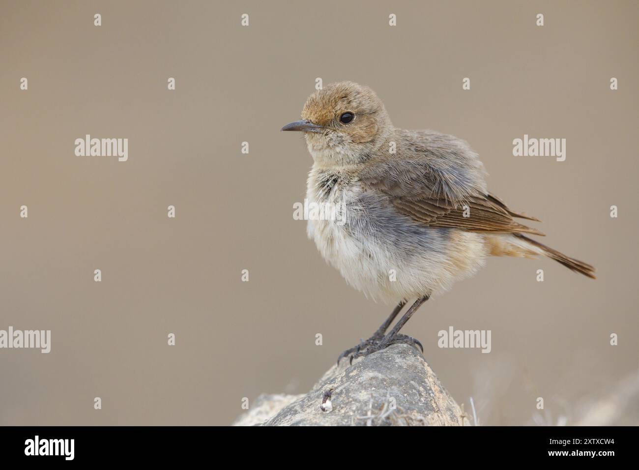 Arabian wheatear, Arabian wheatear, (Oenanthe lugentoide, Middle East ...