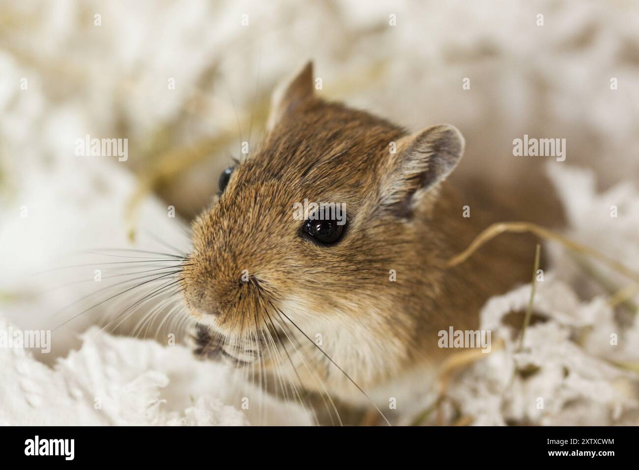 Mongolian gerbil (Meriones) in the aquarium Stock Photo - Alamy