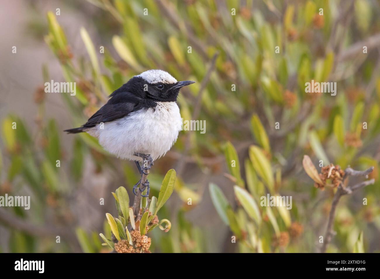 Arabian wheatear, Arabian wheatear, (Oenanthe lugentoide, Middle East ...