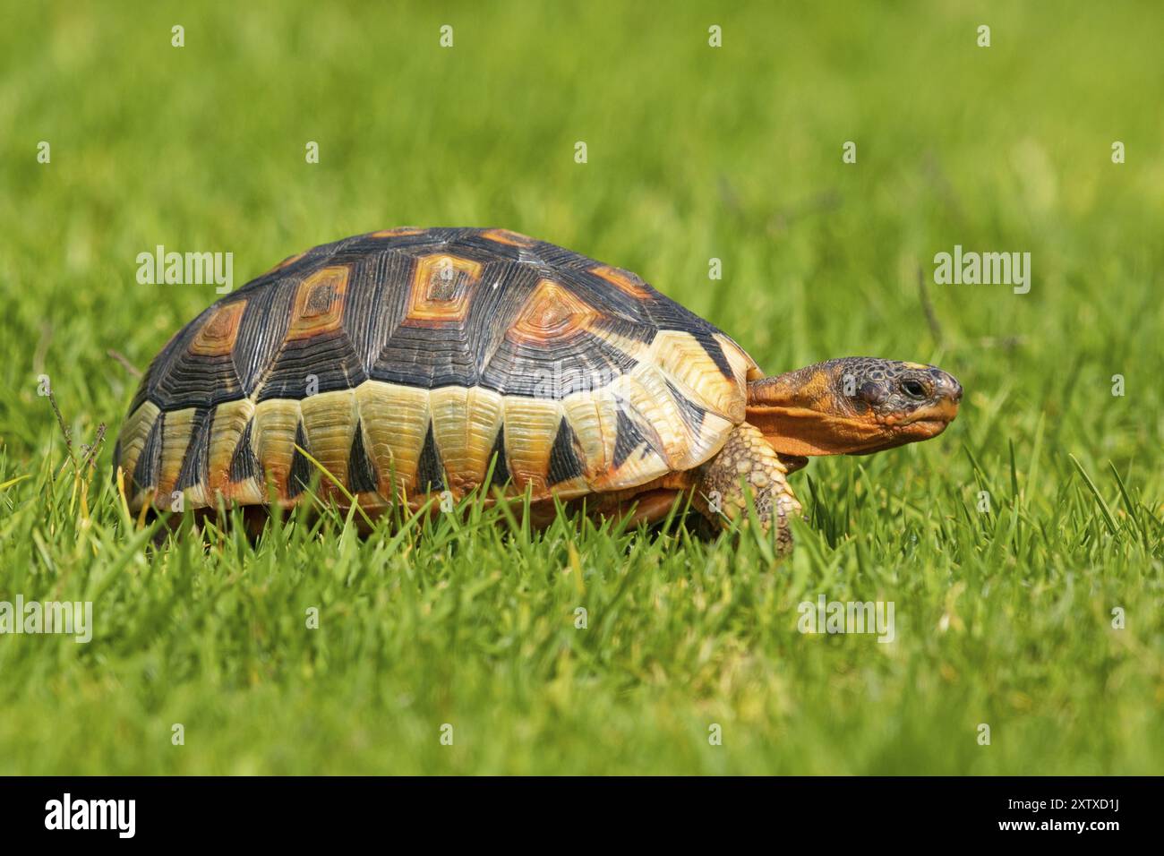 Africa, South Africa, African beaked tortoise, (Chersina angulat ...