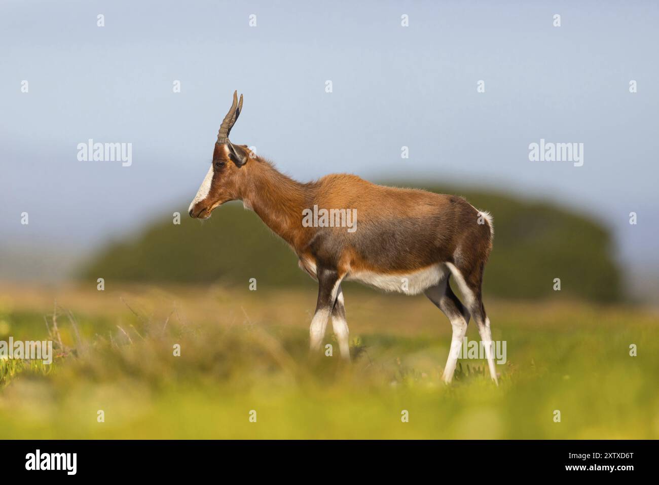 Bontebok, (Damaliscus pygargus), antelope, South Africa, Africa Stock ...