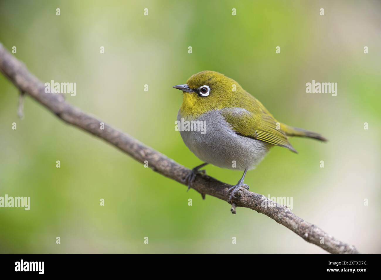 Cape white-eye (Zosterops virens), Garden Route National Park ...