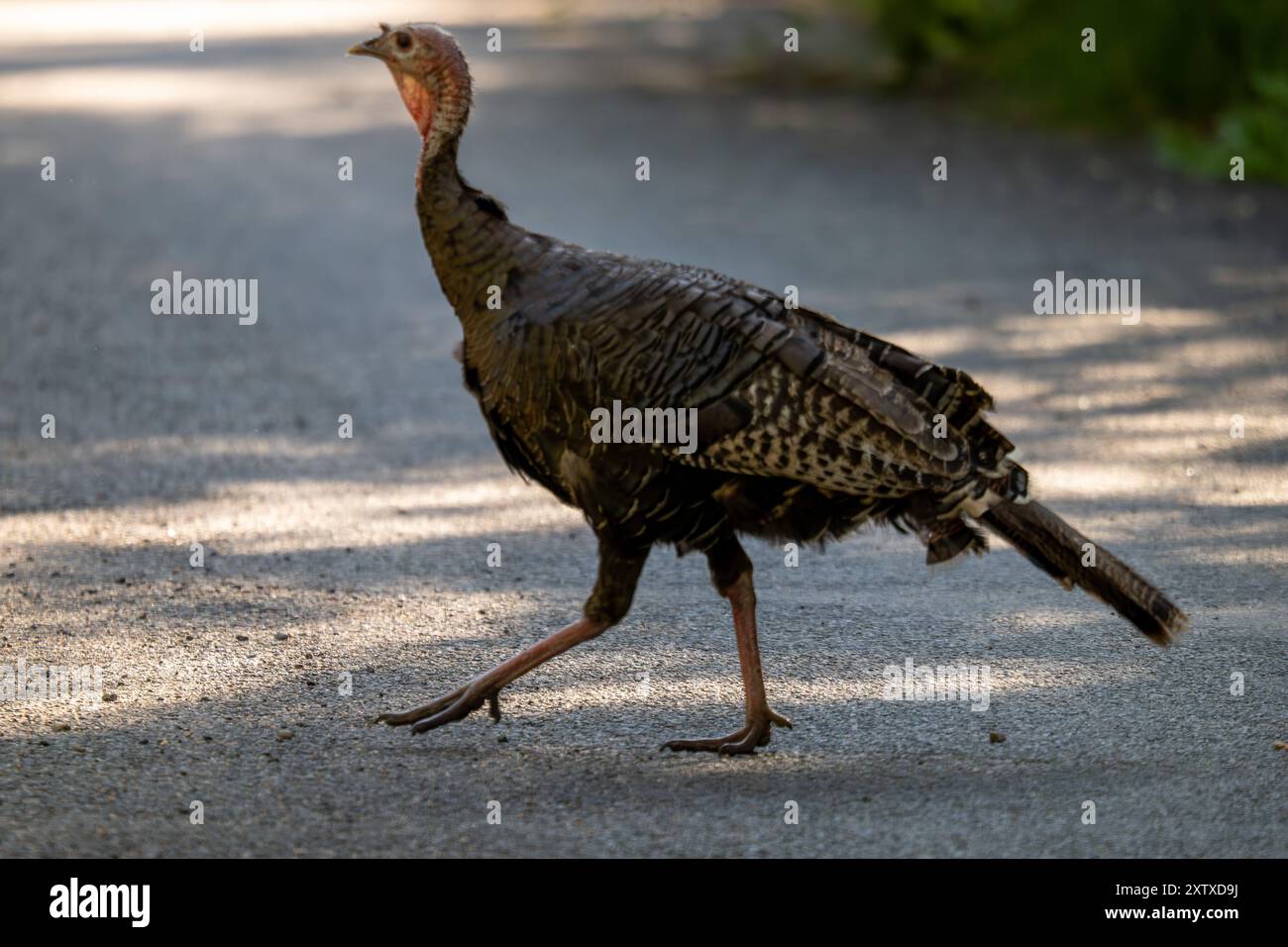 Jungle fowl spur hi-res stock photography and images - Alamy