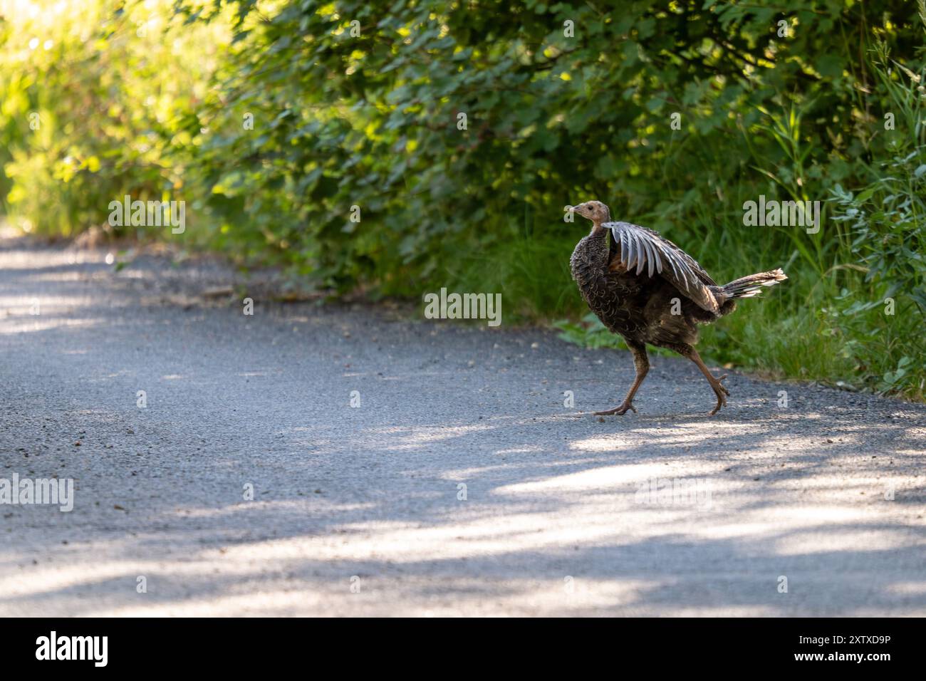 A Wild Turkey Crossing a Road Stock Photo - Alamy