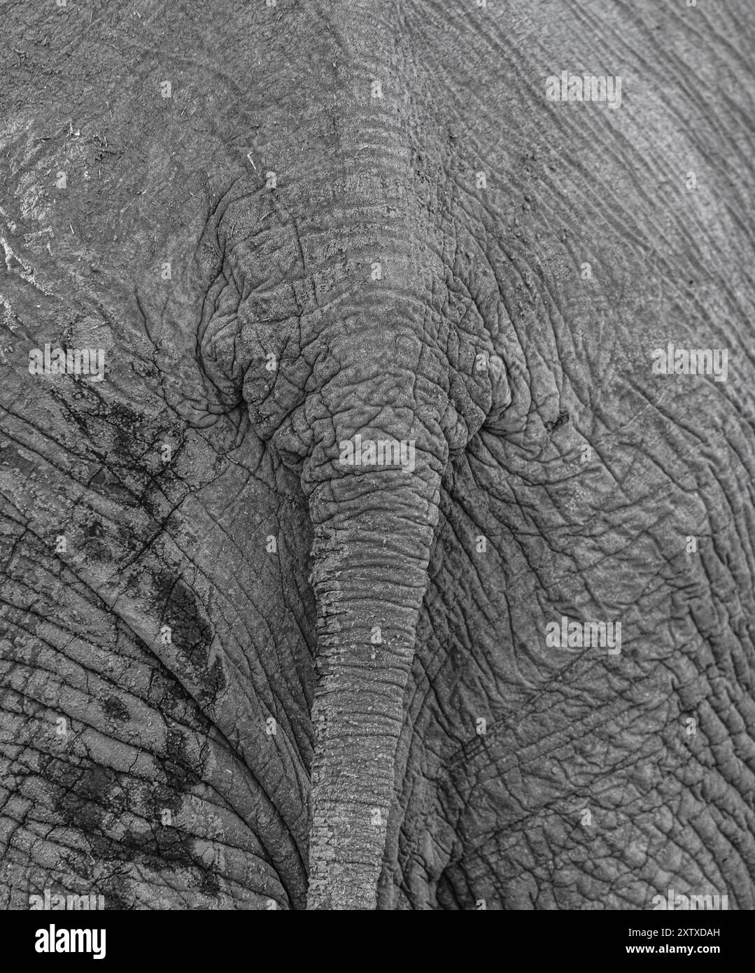 Elephant tail detailed close-up shot at the Kruger National Park, South ...