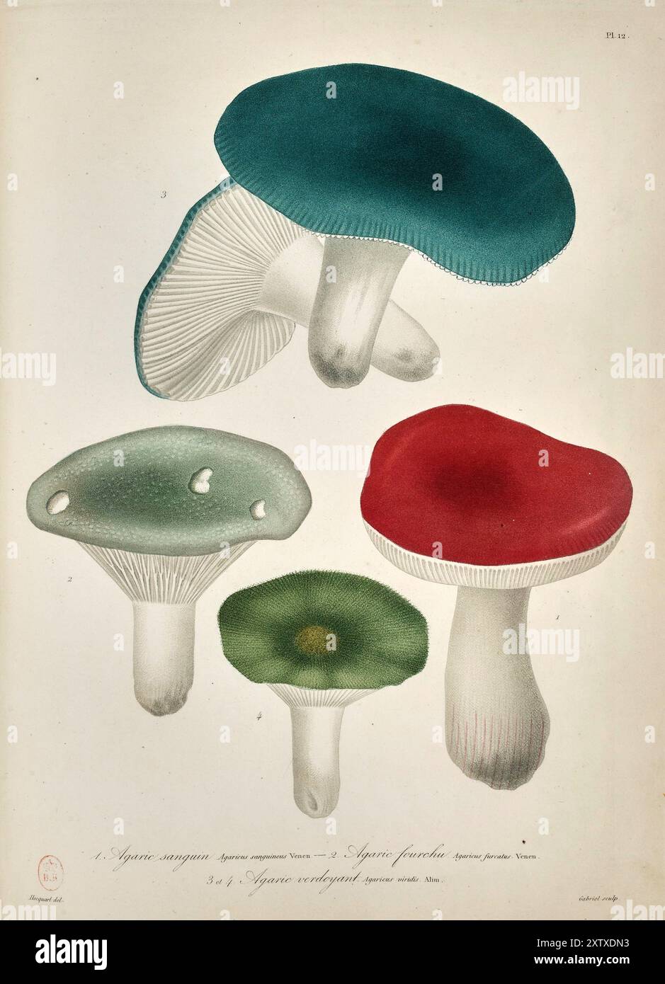 Vintage botanical illustration of various colorful mushrooms with ...