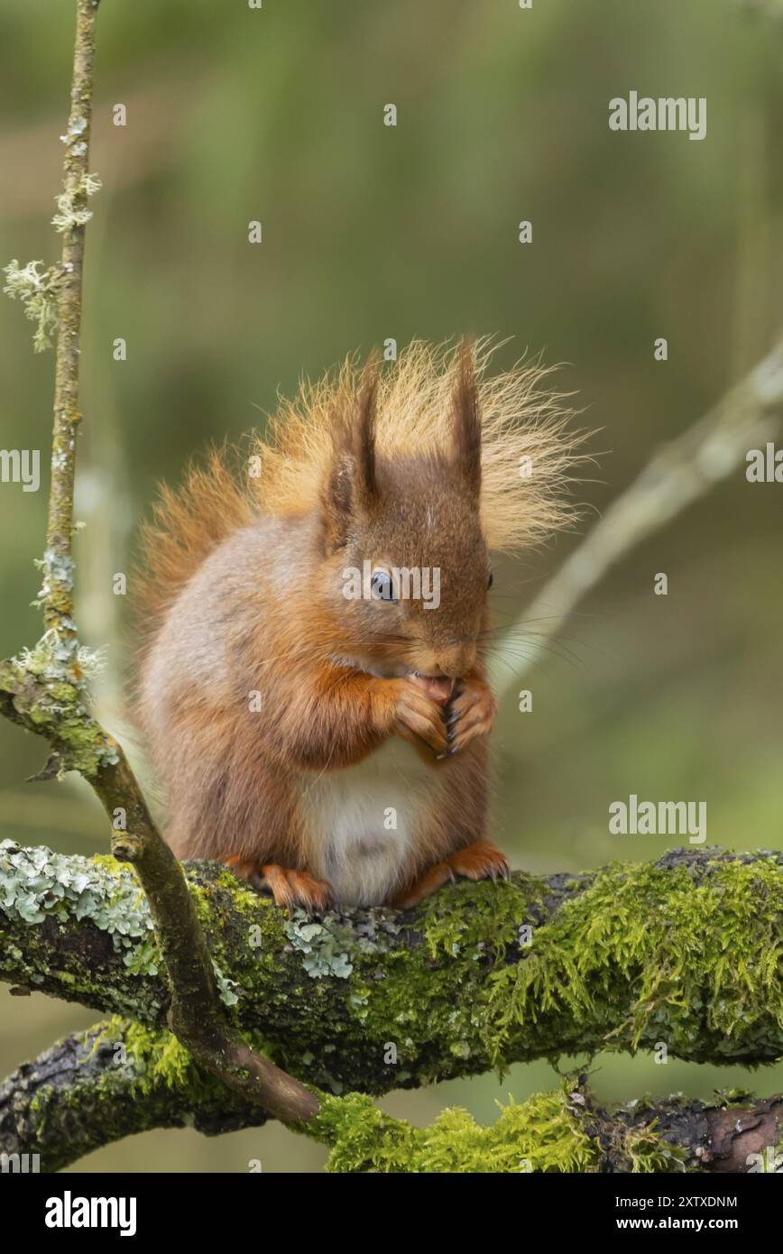 Red squirrel (Sciurus vulgaris) adult animal eating a nut on a tree ...
