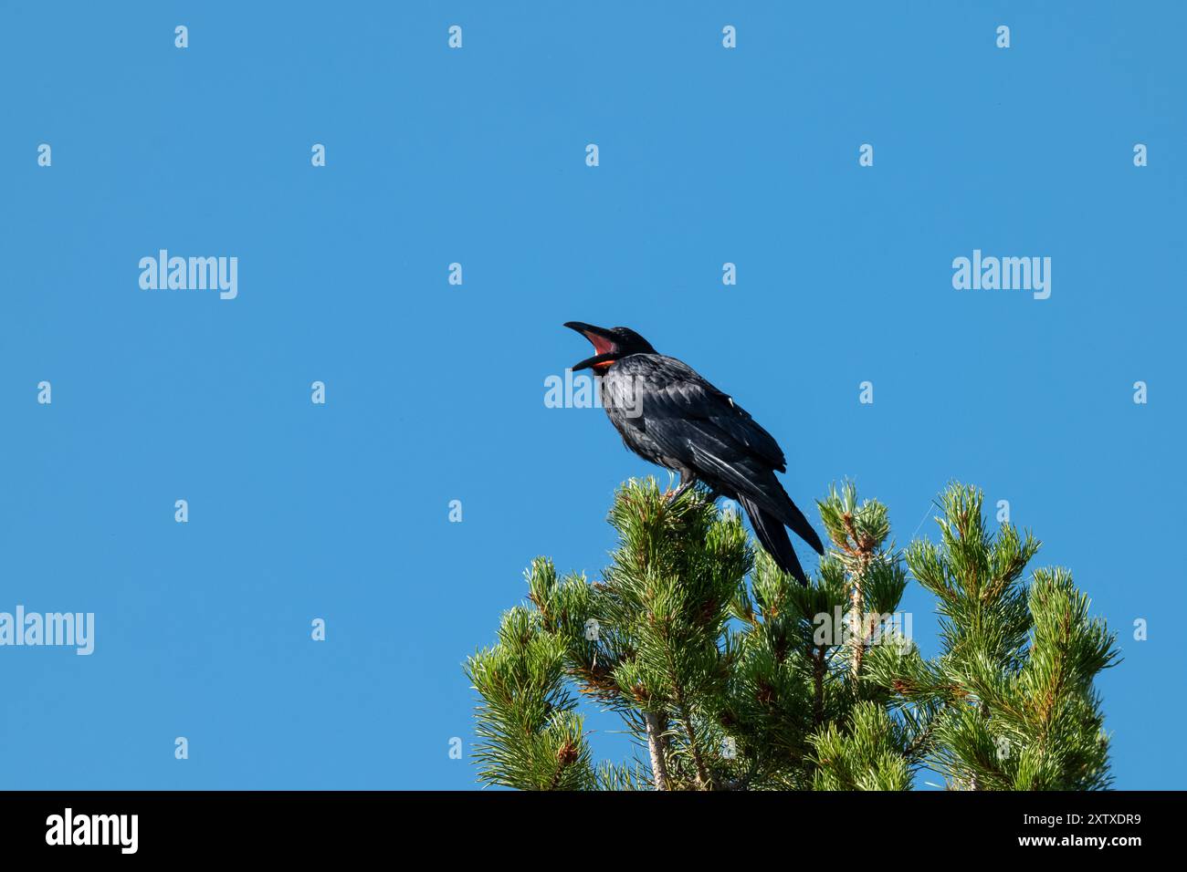 Homologous hi-res stock photography and images - Alamy