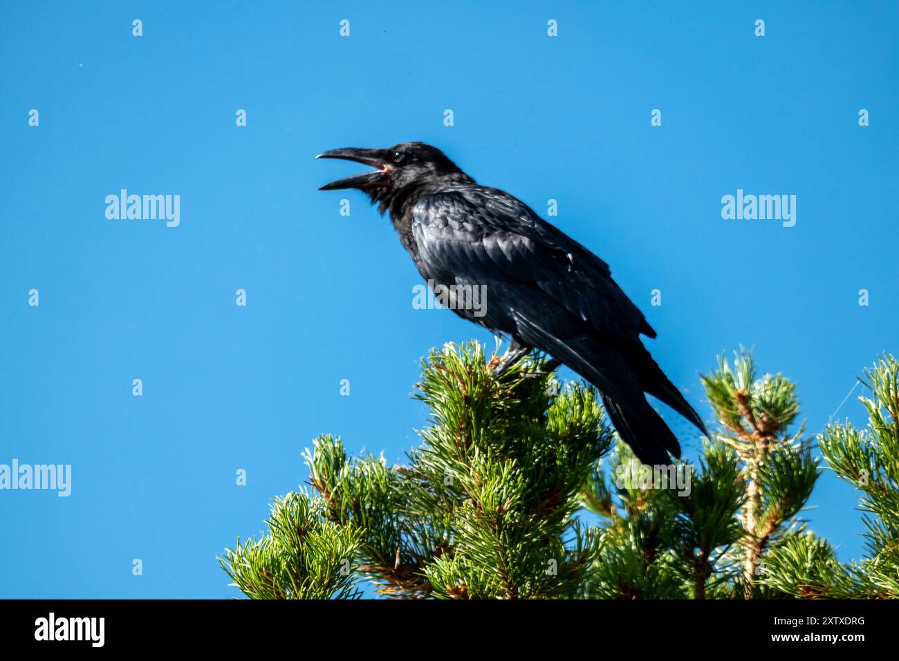 Homologous hi-res stock photography and images - Alamy