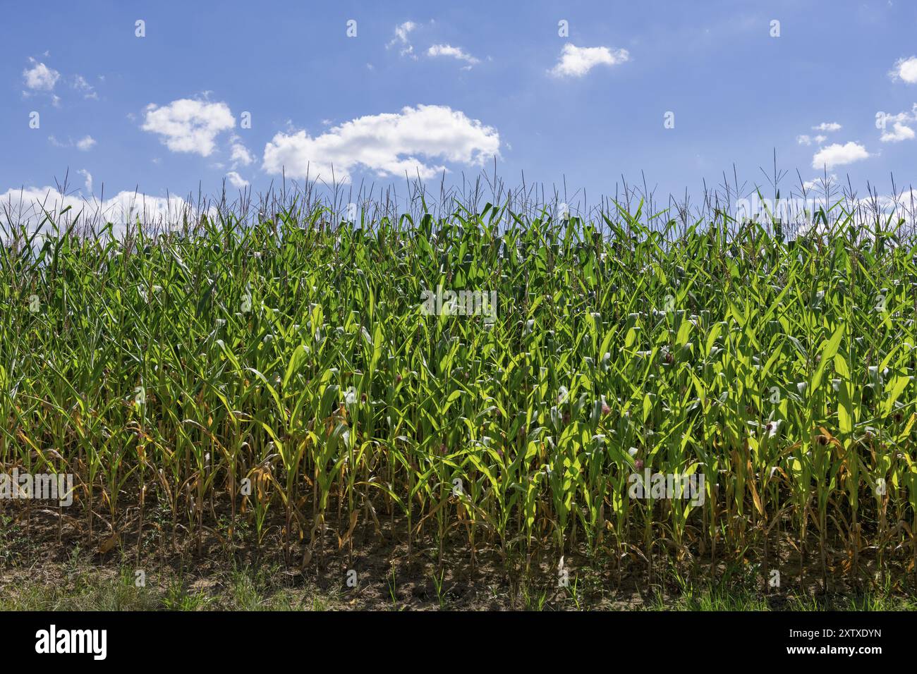 Symbolic image, renewable energies, maize plants, biogas plant, feed ...