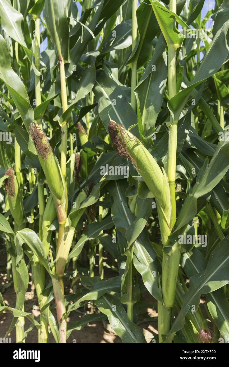 Symbolic image, renewable energies, maize plants, biogas plant, feed ...