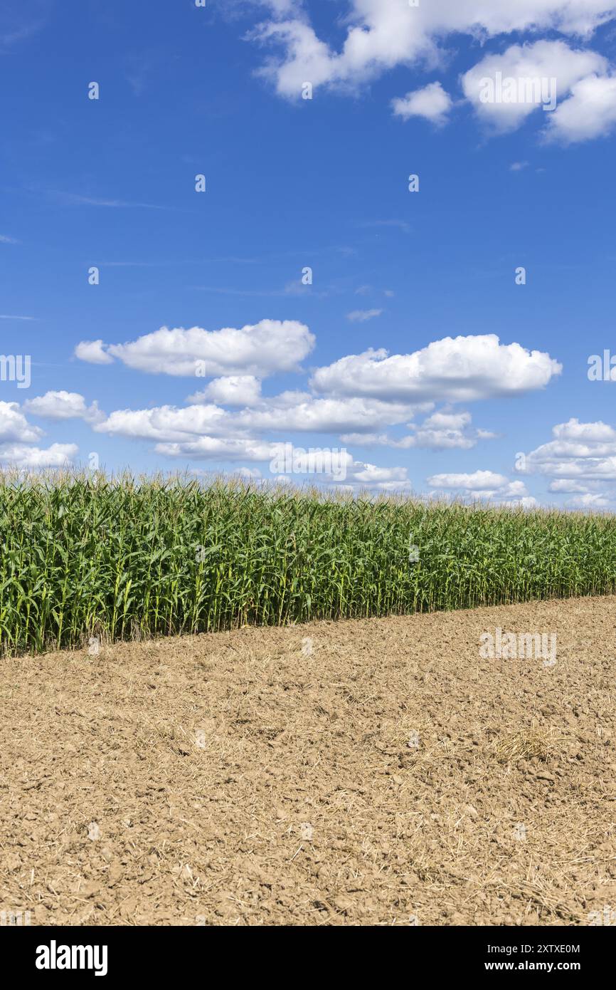 Symbolic image, renewable energies, maize plants, field, biogas plant ...