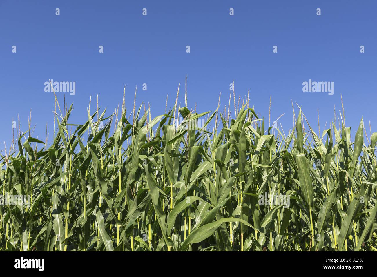 Symbolic image, renewable energies, maize plants, biogas plant, feed ...