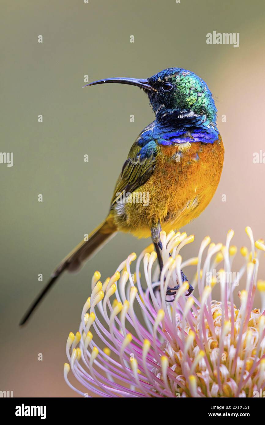 Orange-breasted sunbird (Anthobaphes violacea), Nectarinia violacea ...