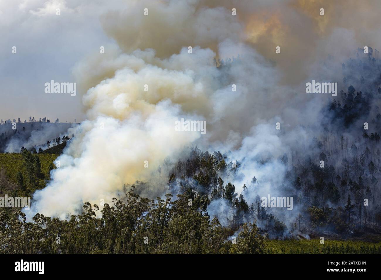 Landscape in South Africa, forest fire, fire, smoke, flames, burning ...