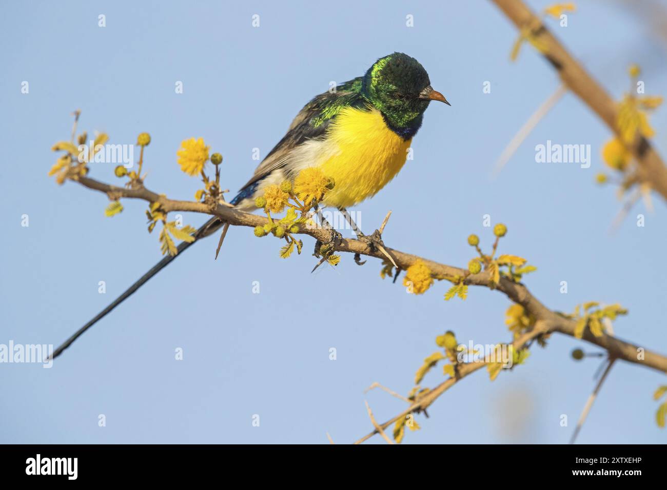 Nile Valley Sunbird, Anthodiaeta metallica, Anthreptes metallicus ...